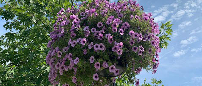 Commercial Hanging Baskets - CADdetails