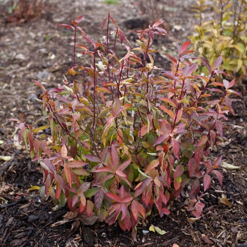 Fizzy Mizzy® - Itea virginica - CADdetails