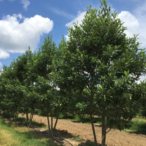 Magnolia virginiana 'Northern Belle' (multi-stem) - CADdetails