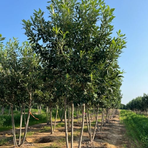 Magnolia virginiana 'Northern Belle' (multi-stem) - CADdetails
