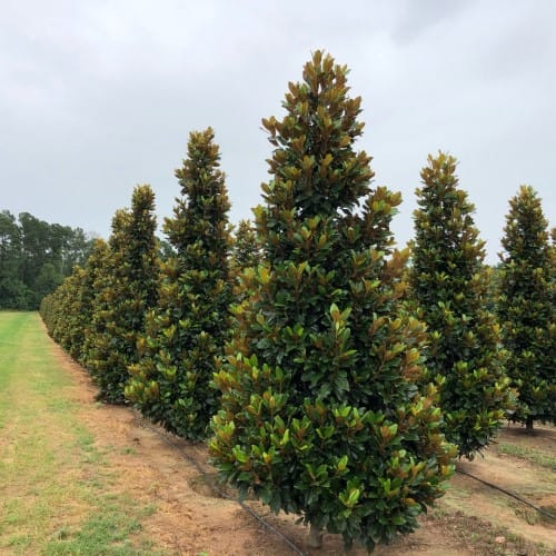 Magnolia grandiflora 'Hasse' - Bold Spring Nursery - CADdetails
